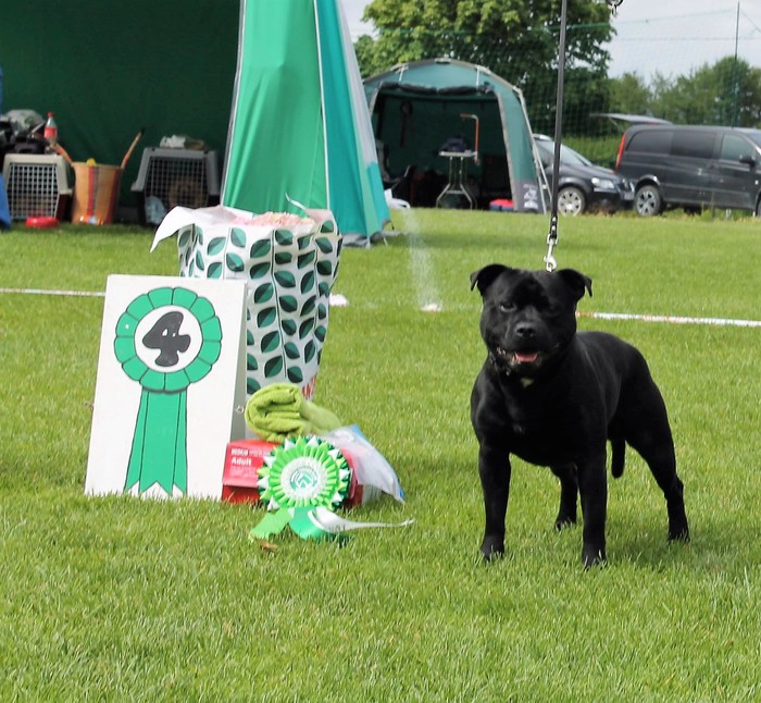 Dobby :: Dayennes Kennel